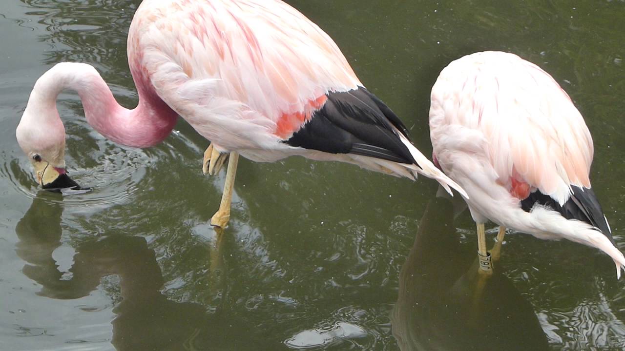 Andean flamingos filtering feeding - YouTube
