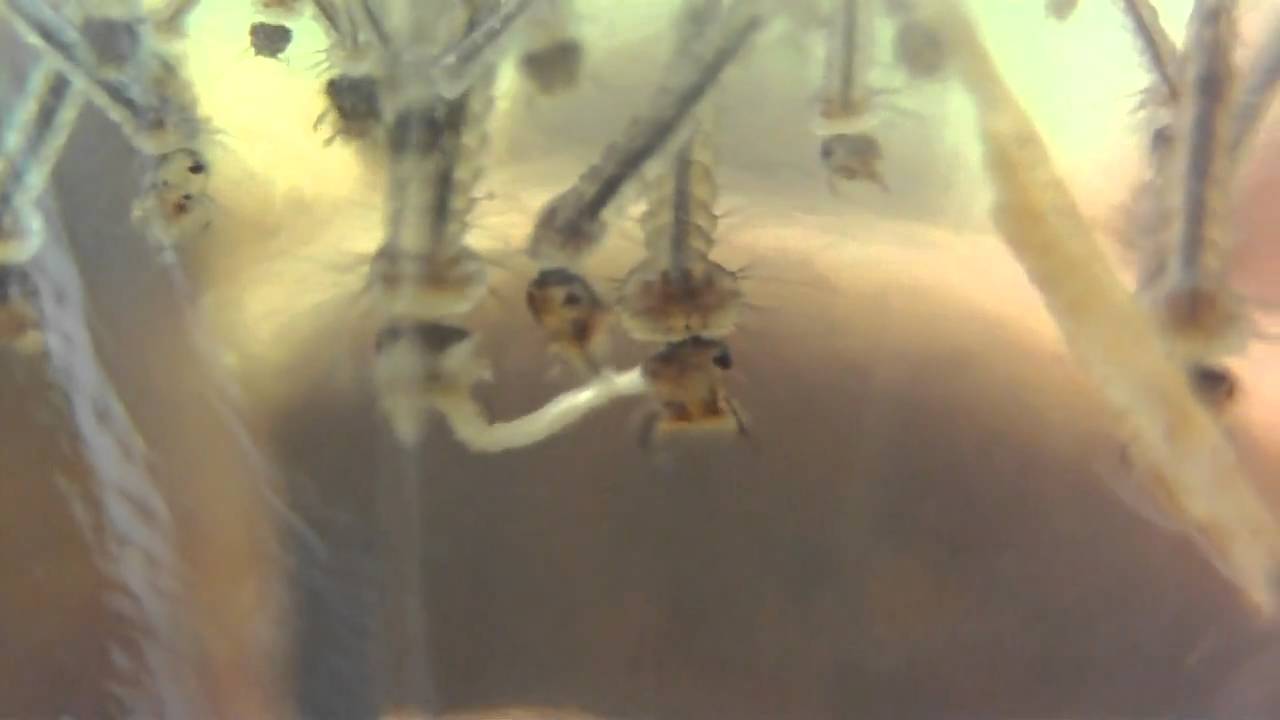 Baby Mosquitos - YouTube
