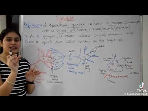 synapse nervous system lecture - YouTube