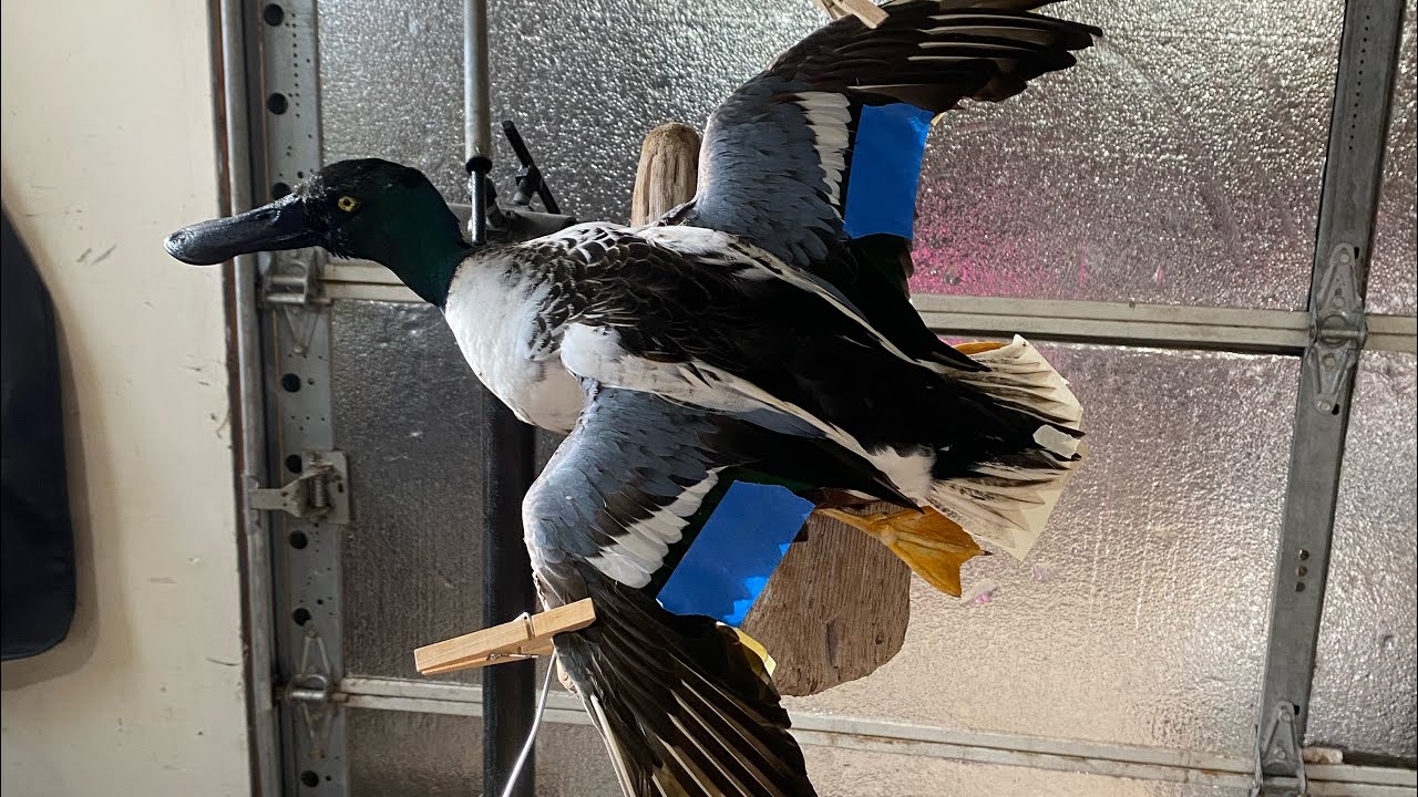 Mounting a duck - YouTube