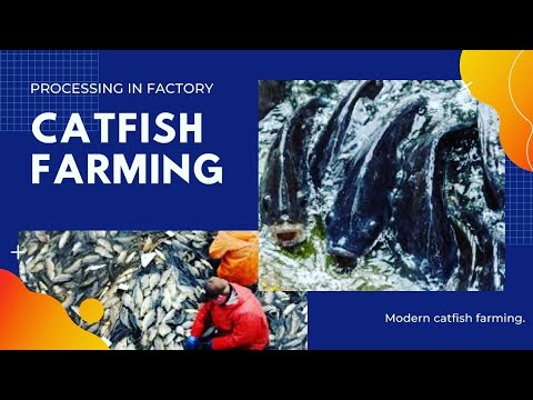 Catfish farming......Modern catfish farming and harvesting ...