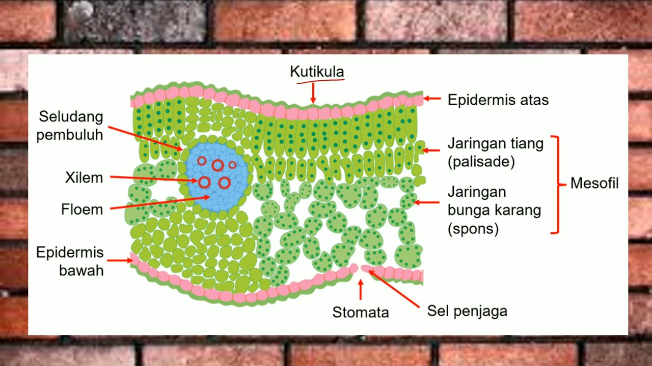 VIDEO 4 STRUKTUR DAN FUNGSI JARINGAN TUMBUHAN (DAUN) - YouTube
