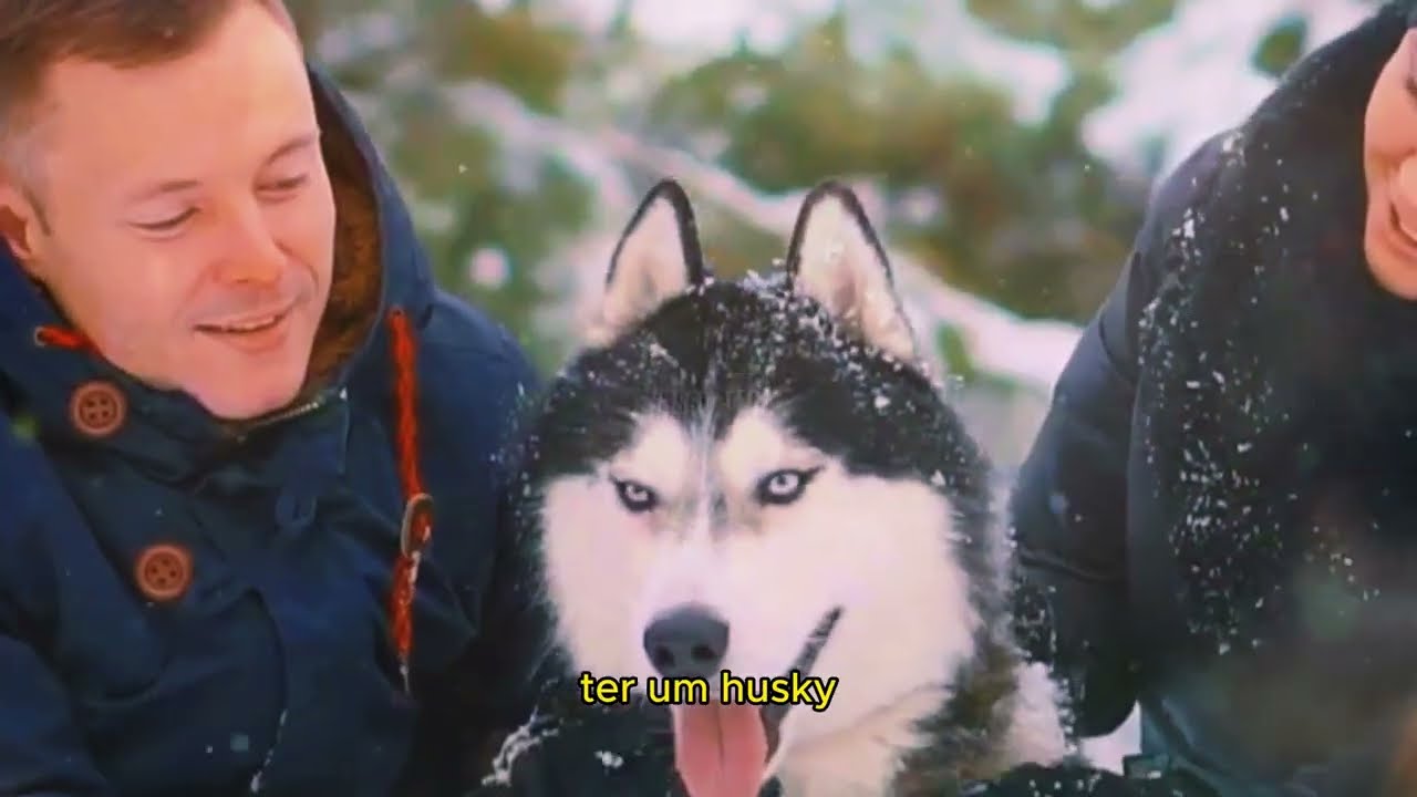 Husky Siberiano - Saiba Tudo Sobre a Raça HUSKY SIBERIANO - Origem ...