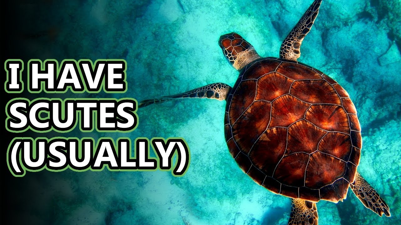 Sea Turtle facts: Do you know every species? | Animal Fact Files - YouTube