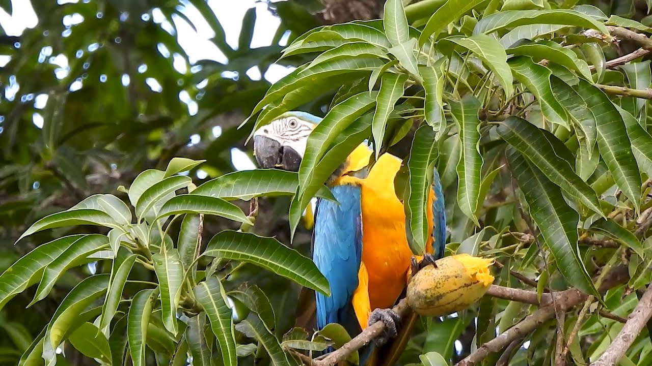 BLUE-AND-YELLOW MACAW camouflaged, eating mango (ARA-ARARAUNA), ARARA ...