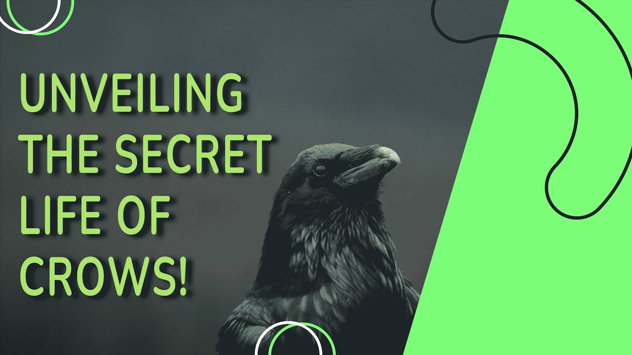 Unlocking the Mysteries of Crows: Fascinating Crow Facts and Behavior Explained - YouTube