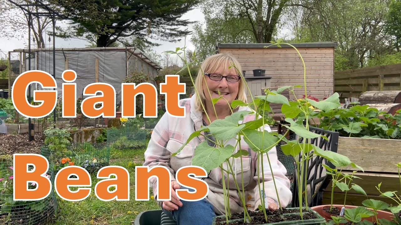 #340 Planting out Greek Gigante Beans - YouTube