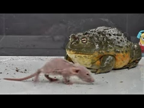 Hairless Rat On Pixie Frogs Menu - Warning Live Feeding - YouTube