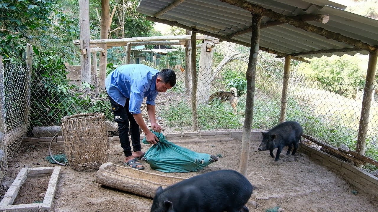 The Process of Borrowing Male Pigs for Breeding and Reproduction ...