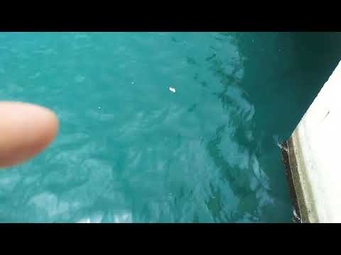 İskenderun iskele de küçük balıkları besledim