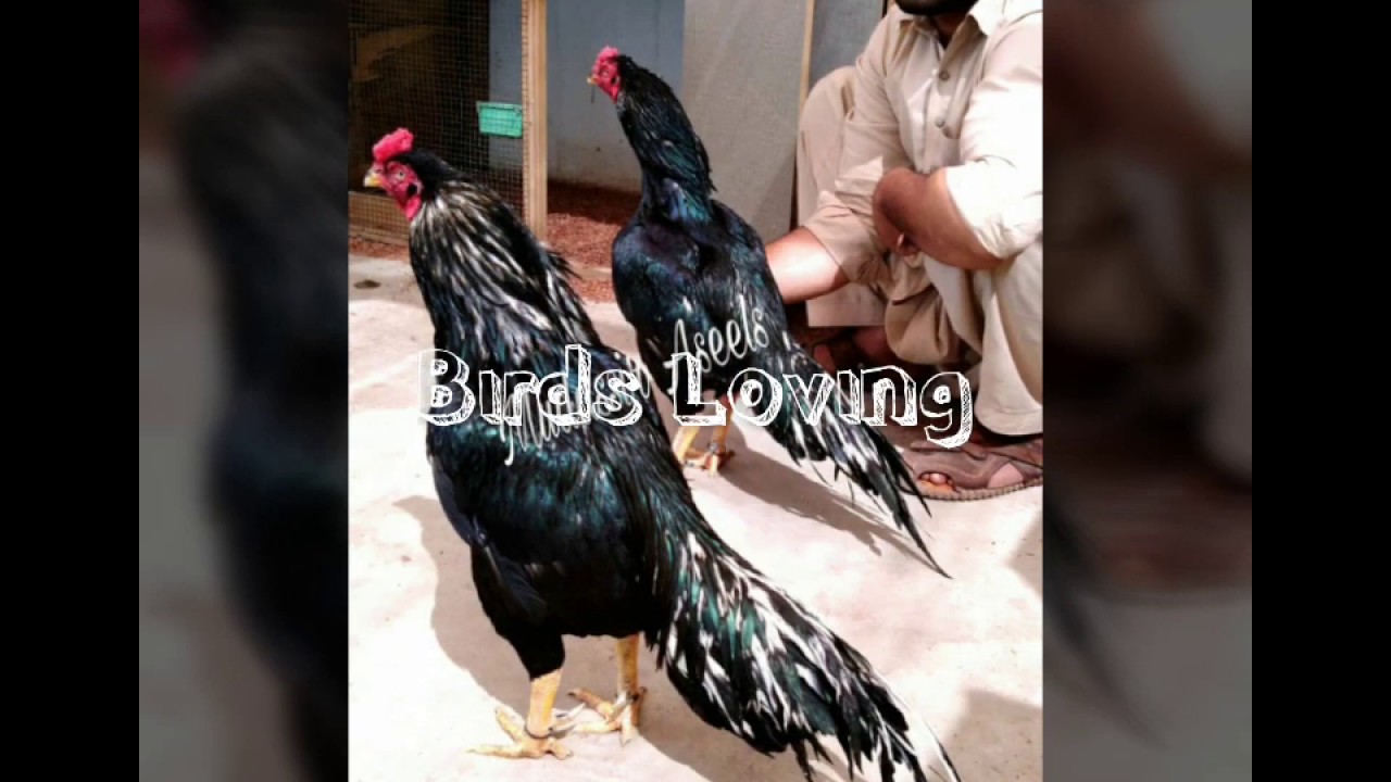 Top Pakistani Aseel | Best Pakistani Aseel birds | Aseel Breed Of ...