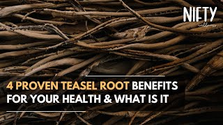 4 Proven Teasel Root Benefits Revealed & What Is It: Rejuvenate Your Health - Nifty Wellness