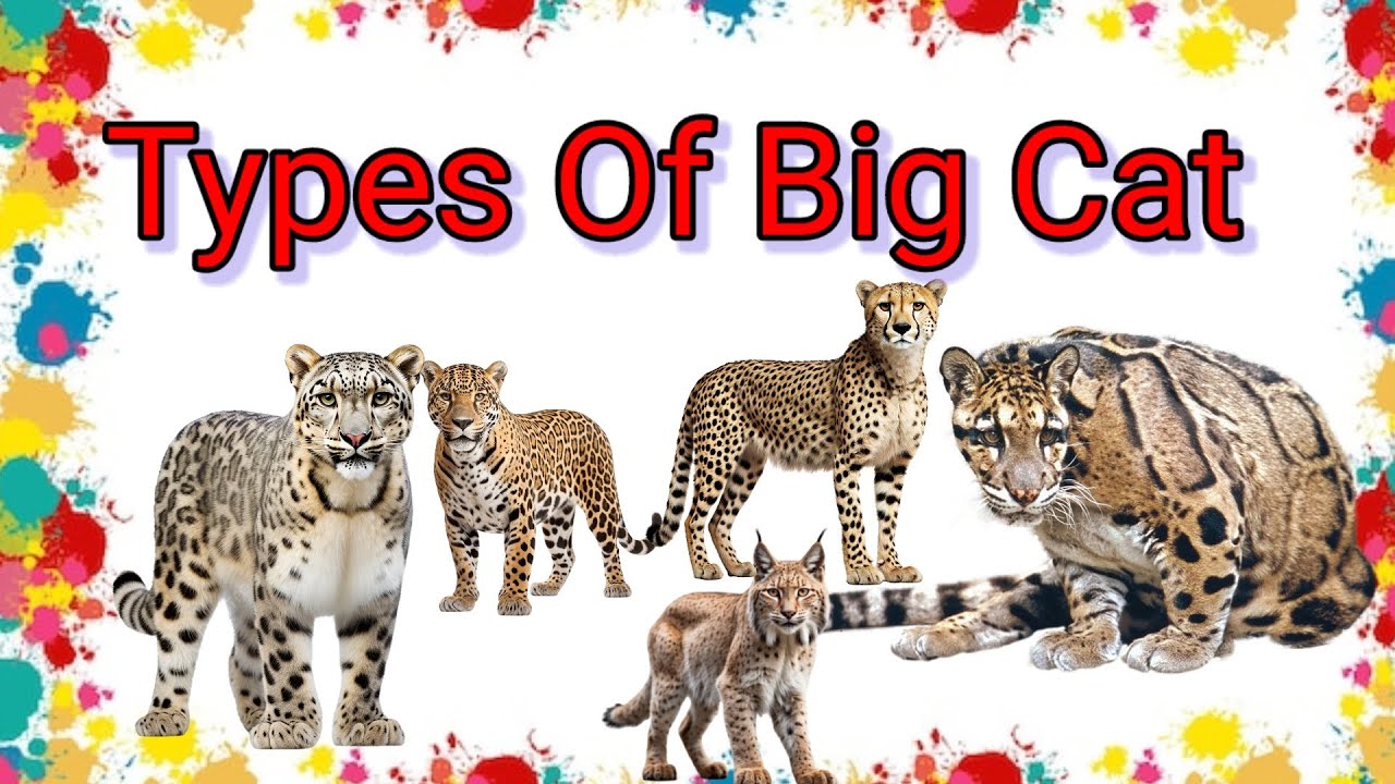 Types Of Big Cats Big Cats Name with Facts CatsName in Hindi and ...