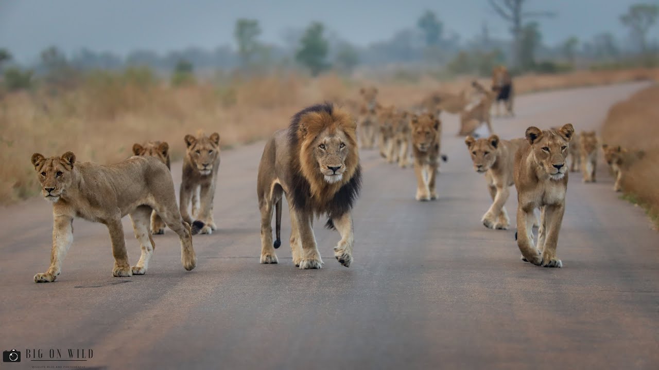 Pack Of Lions Walking