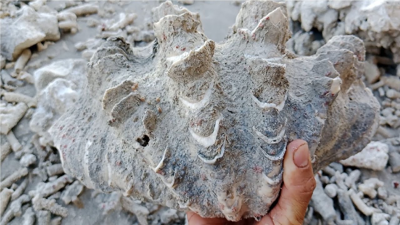 Sunday afternoon discovered and picked up many beautiful shells - YouTube