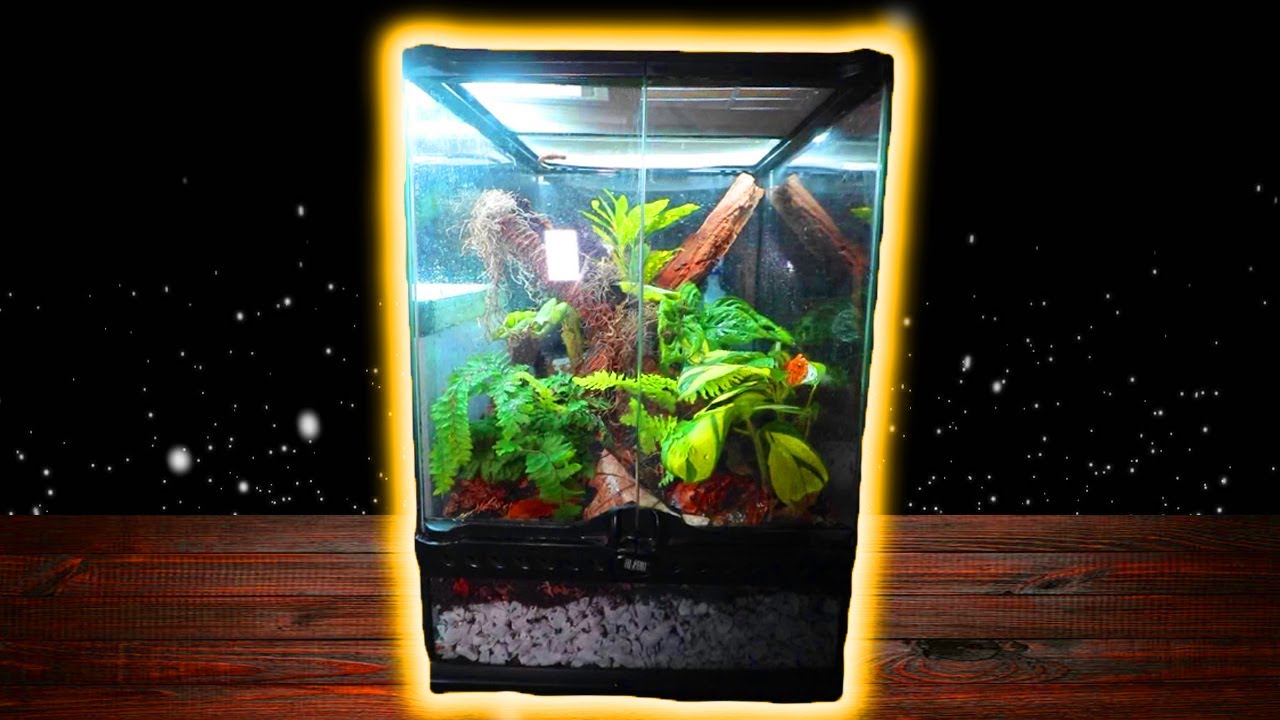 I Made A Bioactive Vivarium For My Tiny Gecko Army - YouTube