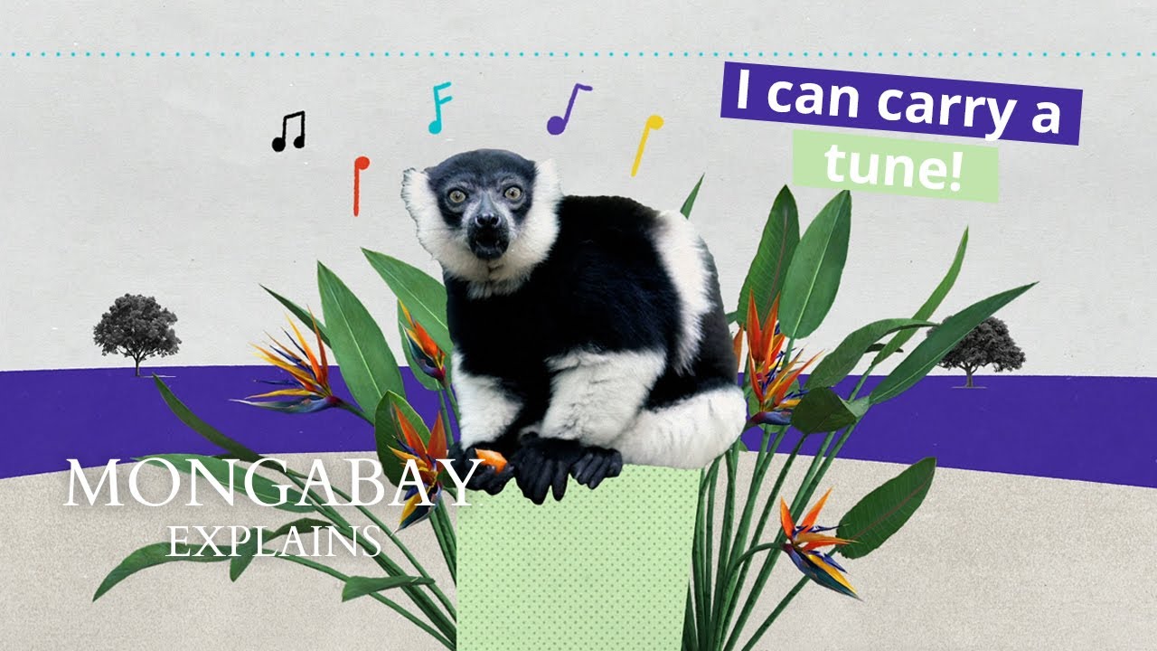What singing lemurs can tell us about the origin of music - YouTube