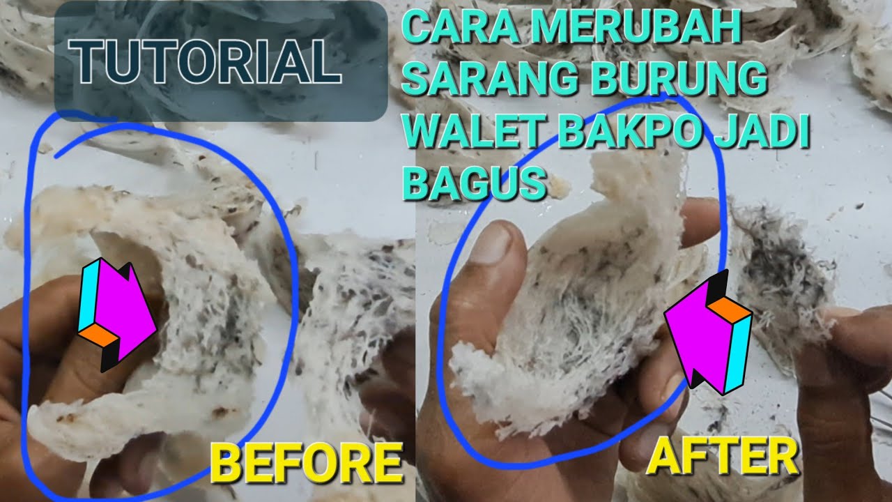 tutorial || cara merubah sarang burung walet yang bakpo menjadi bagus ...