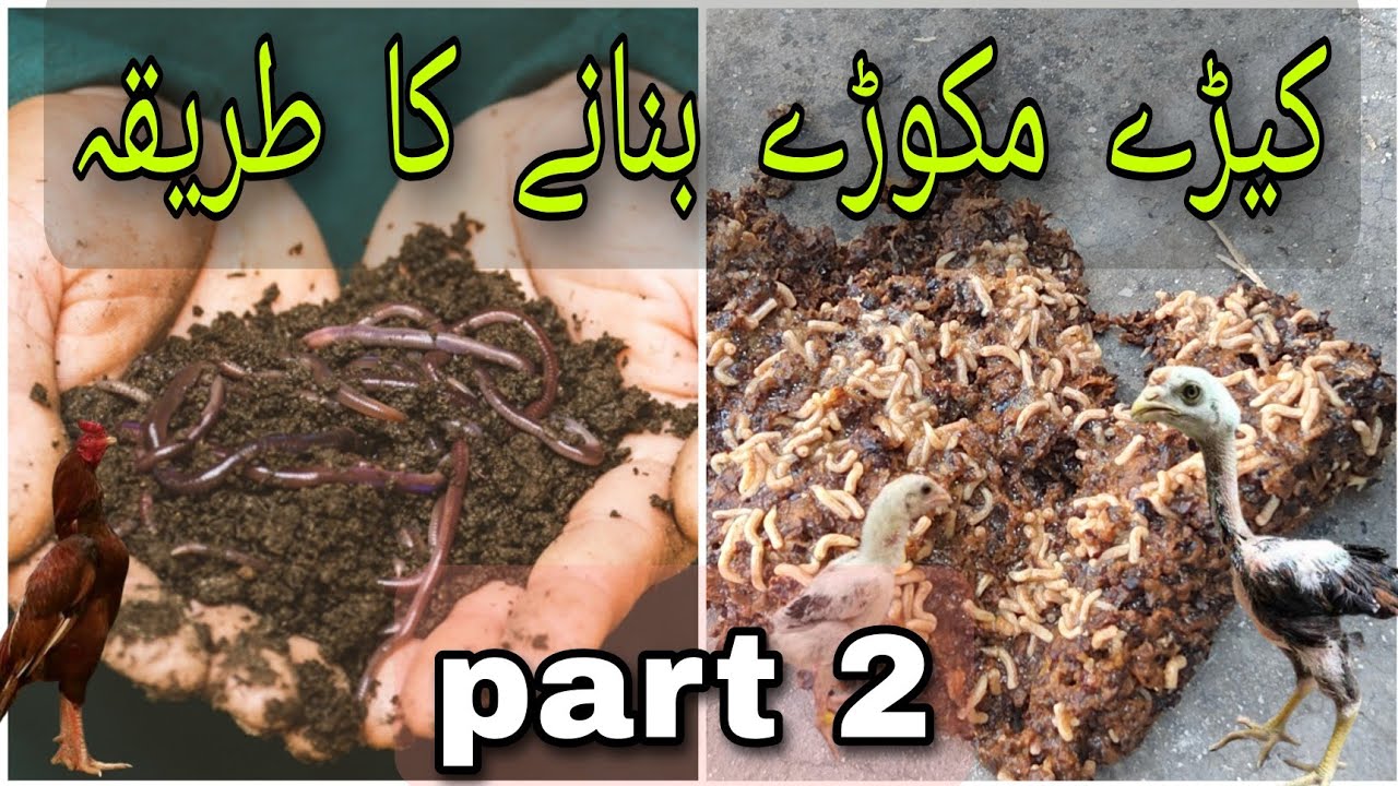 How to raise insects at home in very easy way part 2 must watch - YouTube