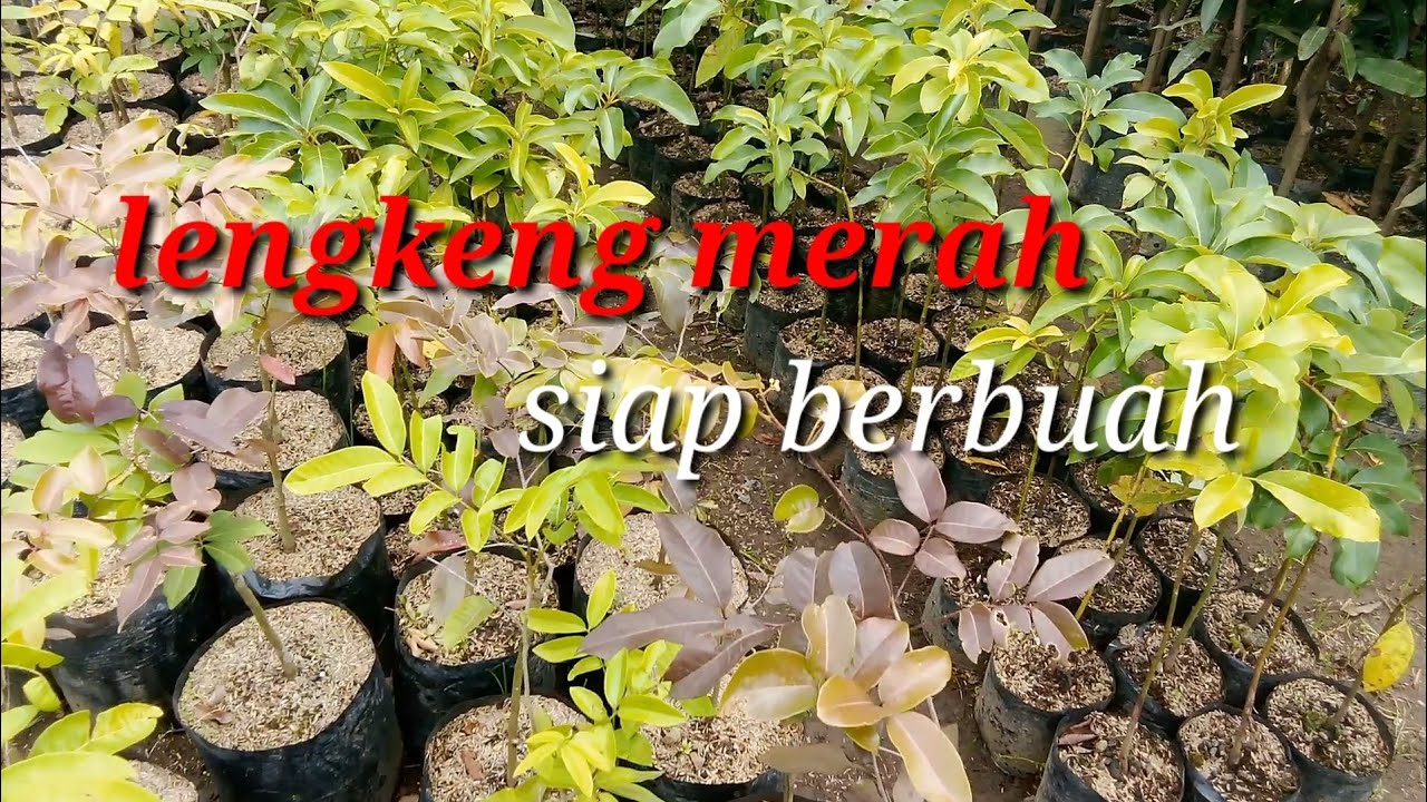 Review Bibit Lengkeng - YouTube