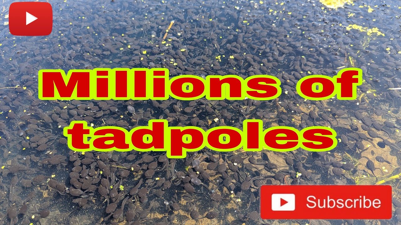 Millions of tadpoles - YouTube