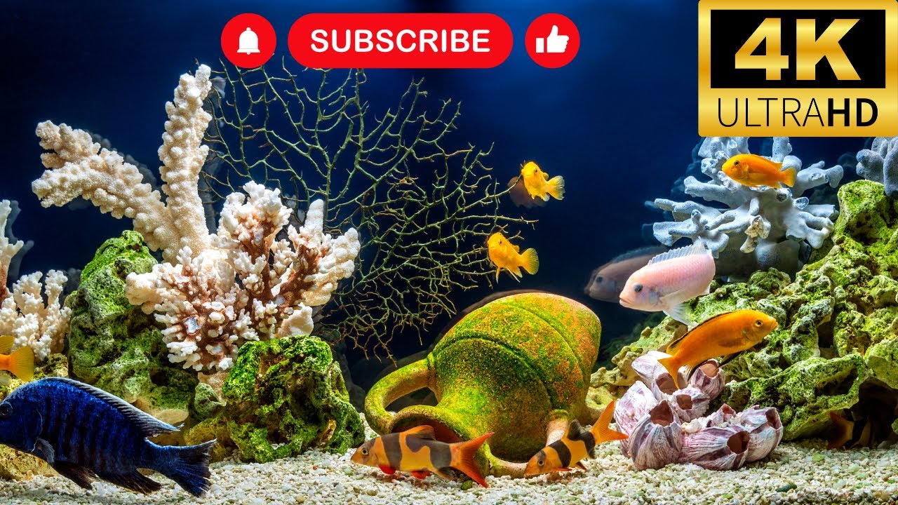 🐙🐠🦈Aquarium 4K VIDEO🐳🐢🪼 (ULTRA HD) Beautiful Relaxing Coral Reef Fish ...