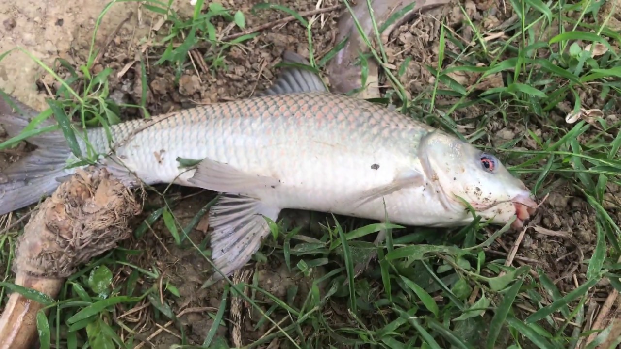 New Huk Fishing Video || Traditional Huk Fishing || Village Daliy Life ...