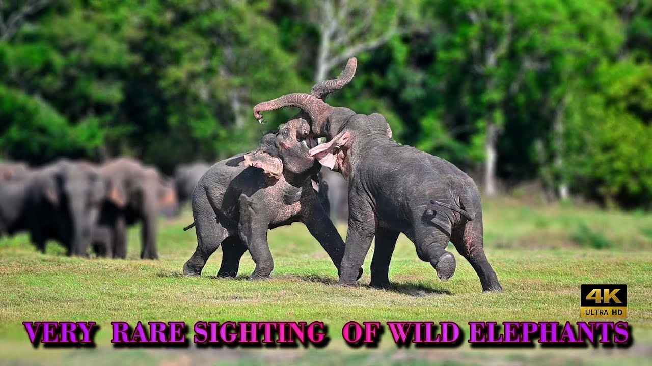 Epic Wild Elephant Battle Caught on Camera | Rare Wildlife Sighting in ...