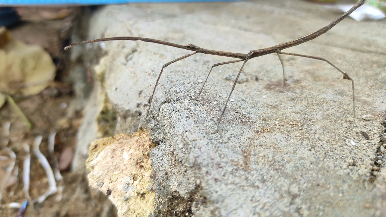 hewan aneh berbentuk ranting kering - YouTube