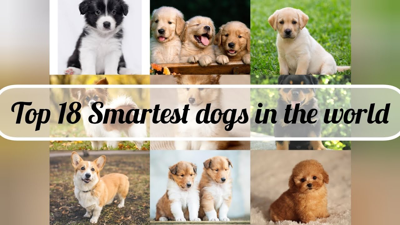 Top 18 Smartest dogs in the world - YouTube