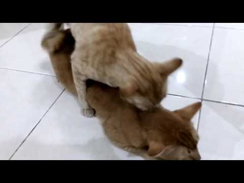 BOKEP KUCING 17+