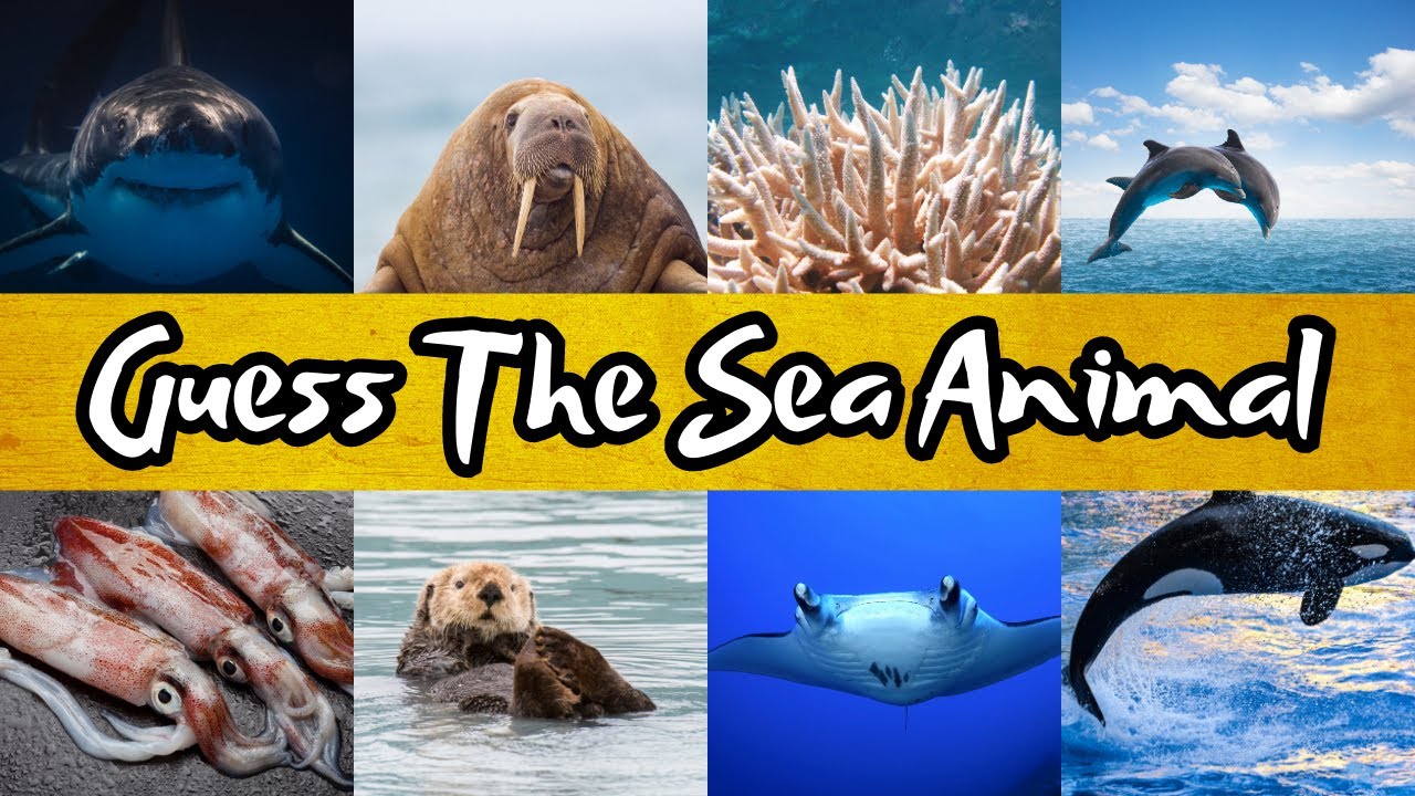 Can You Identify These Sea Animals? | Guessing Game Adventure! (Don't ...