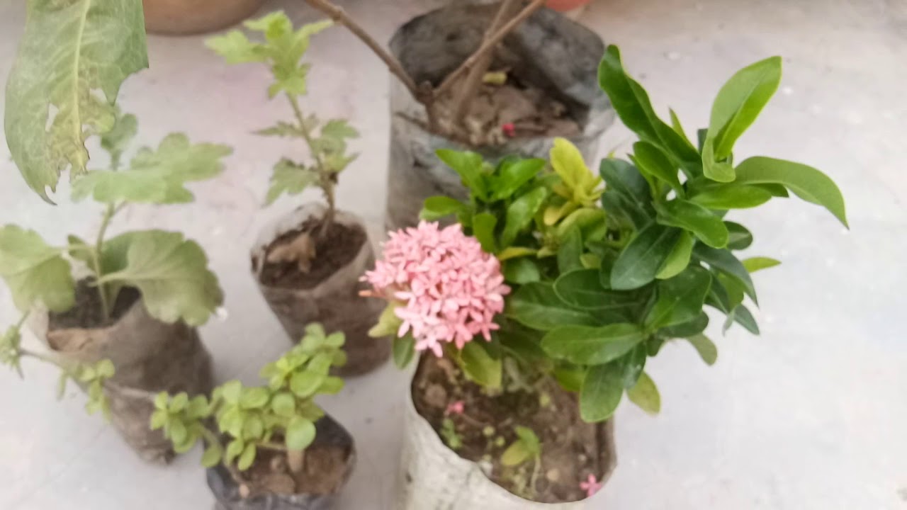 New plants or new guest(113) - YouTube