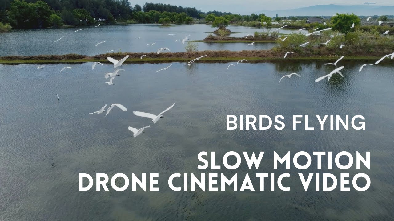 Video Drone Slow Motion Cinematic Burung-Burung Terbang - DJI Mini 2 ...