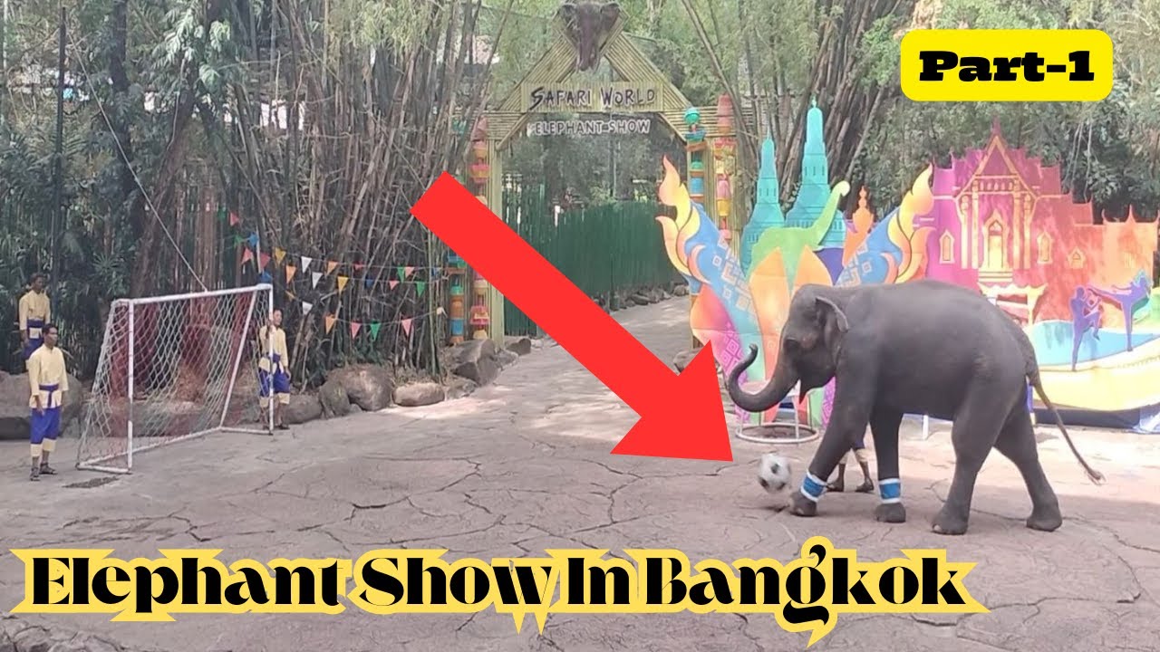 Elephant Playing Soccer And Scored Goal Elephant Show In Safari World ...