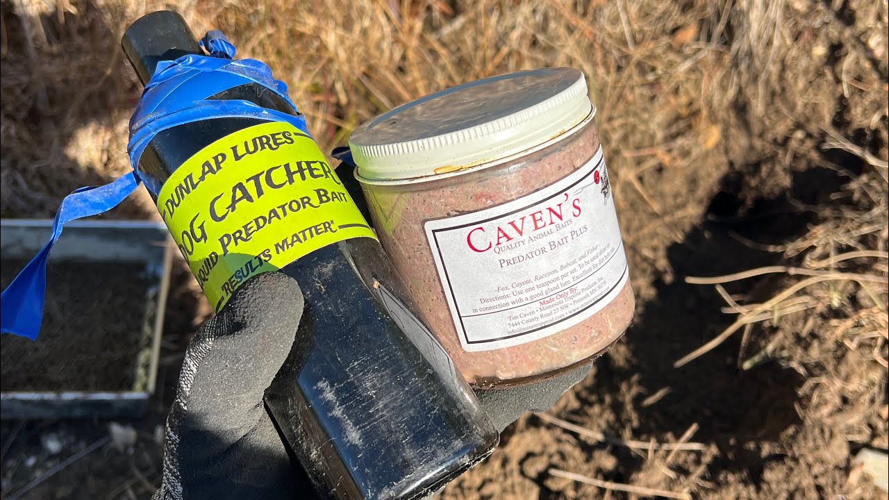 My first coyote sets! - YouTube