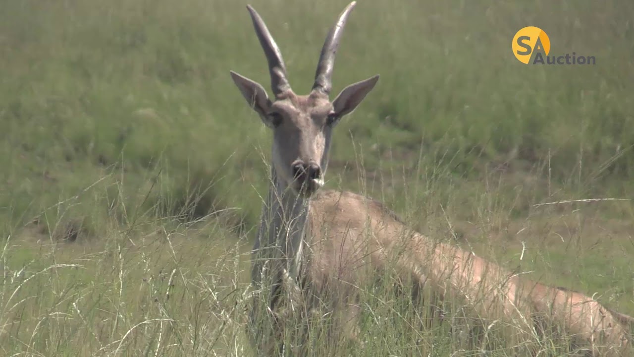 SA Auction - Standerton wild/game auction stock - YouTube