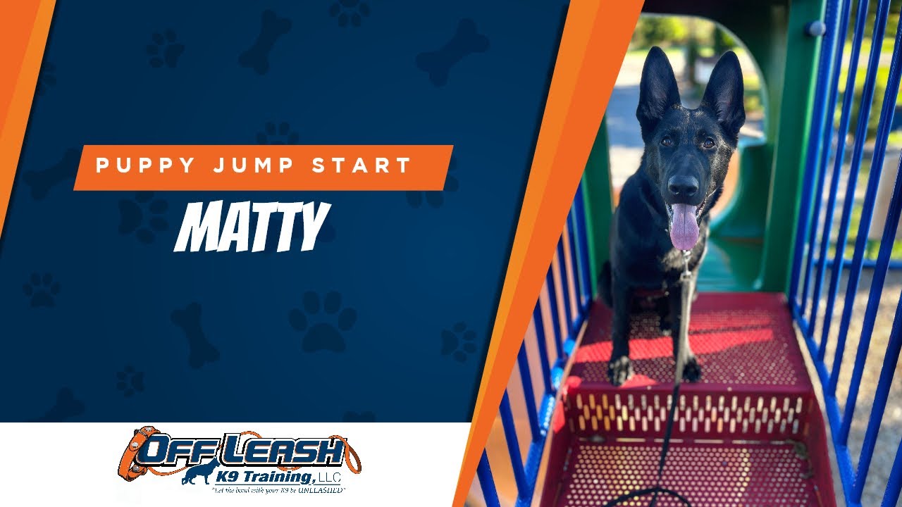 Puppy Jump Start Success Story - YouTube