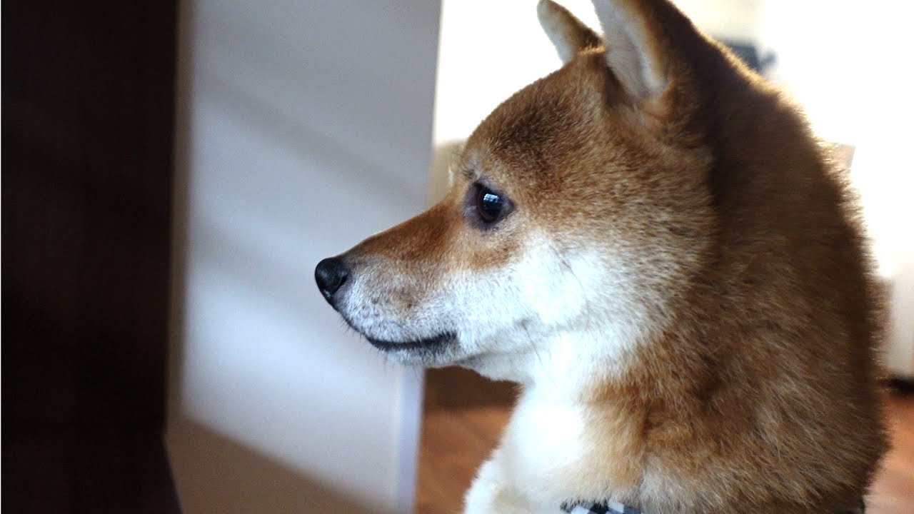 年末の警備体制もバッチリな犬｜A dog that is perfect for security at the end of the ...