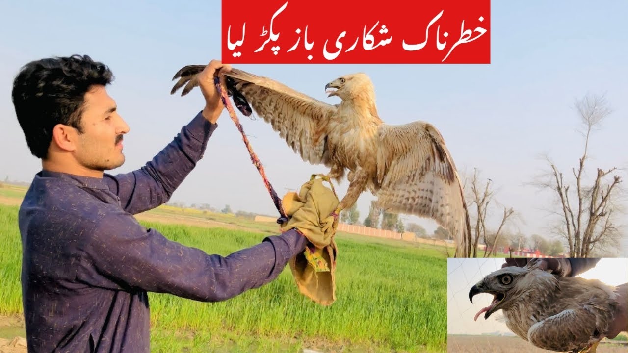 Baaz Ka Shikar || Baaz Ko Pakadny aka Tariqa || Shehr Wech Pend😍 - YouTube