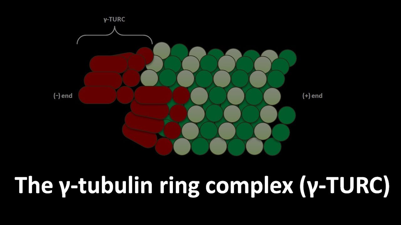 Gamma tubulin ring complex or gamma TURC - YouTube