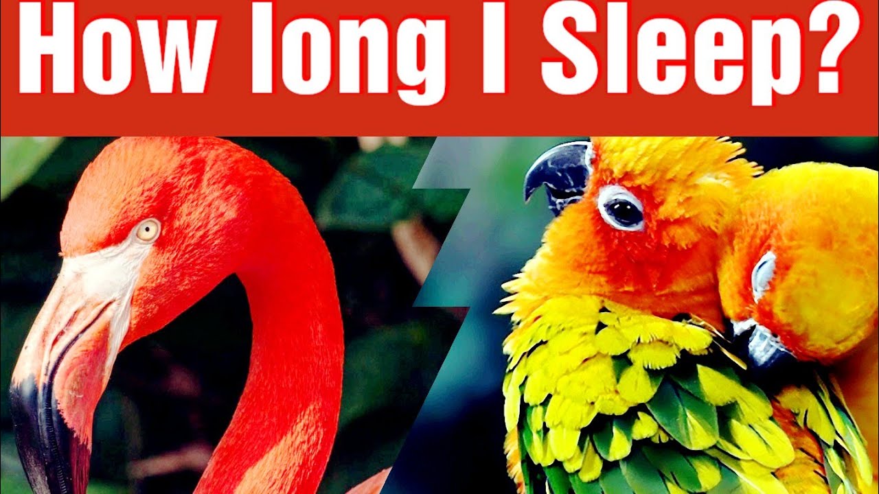 Interesting facts of animals sleep hours | How long animals will sleep ...