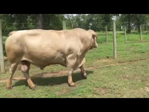 Angus Blanco (White Angus) Toro - YouTube