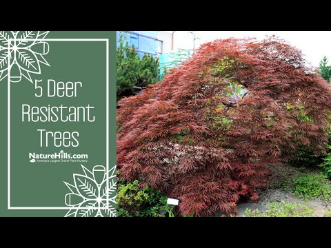 Are White Spruce Deer Resistant