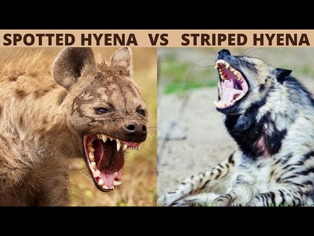 Striped Hyena Vs Spotted Hyena Spotted Hyena Information
