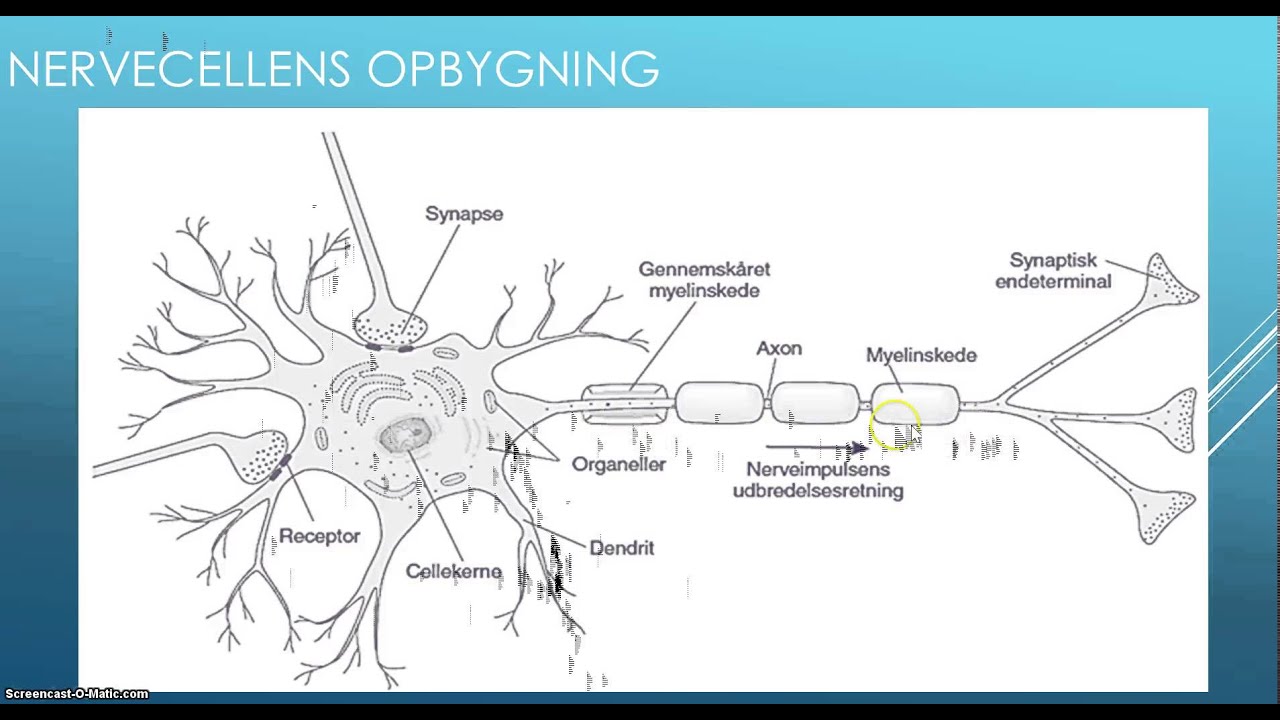07 Nervecellens Opbygning - YouTube