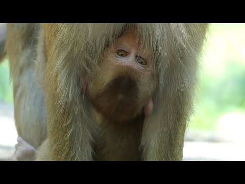 Most cute video! Baby Angela drink lot of milk from step mom Luna, Pregnant Luna feeds milk Angela