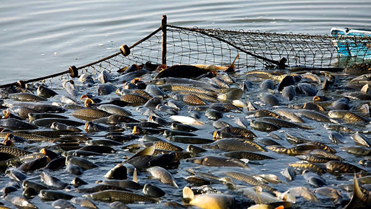 Baby Fishings 2023 : Amazing Traditional Video Of Hand Fishing In River ...