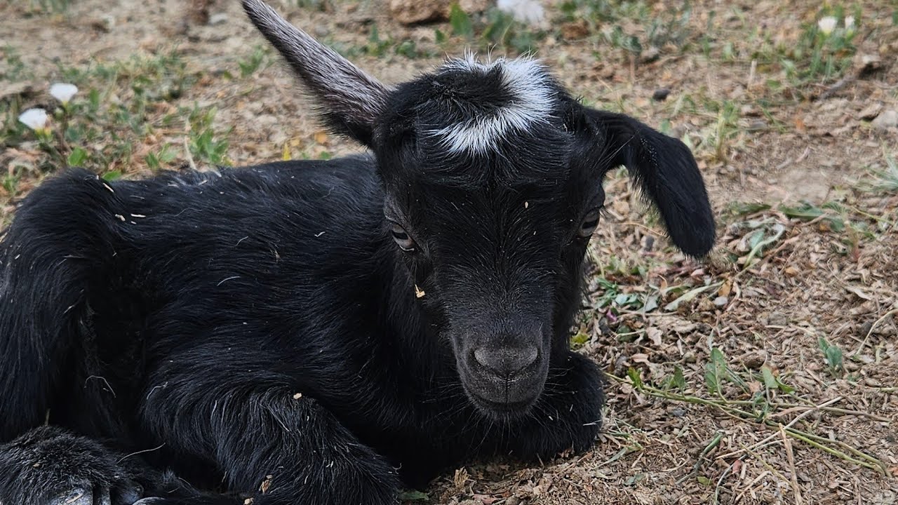 Everest the goat finally had her babies - things to look for - YouTube