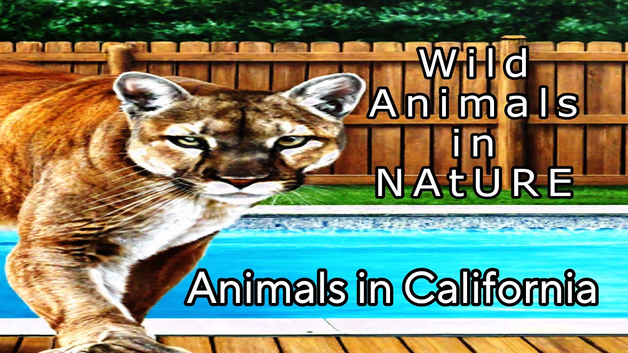 Wild Animals In Nature: Animals In California - YouTube